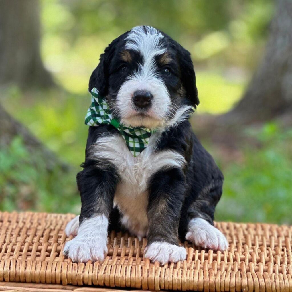 Periwinkle Pups – Farm-Raised, Family-Ready Doodles