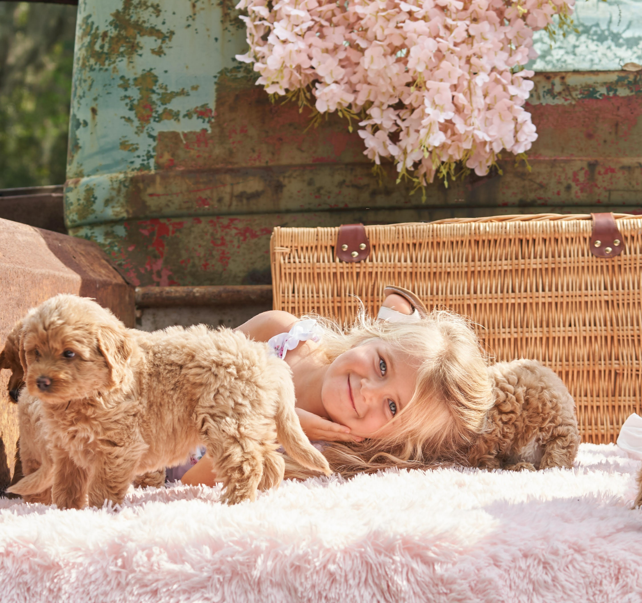 Periwinkle Pups – Farm-Raised, Family-Ready Doodles