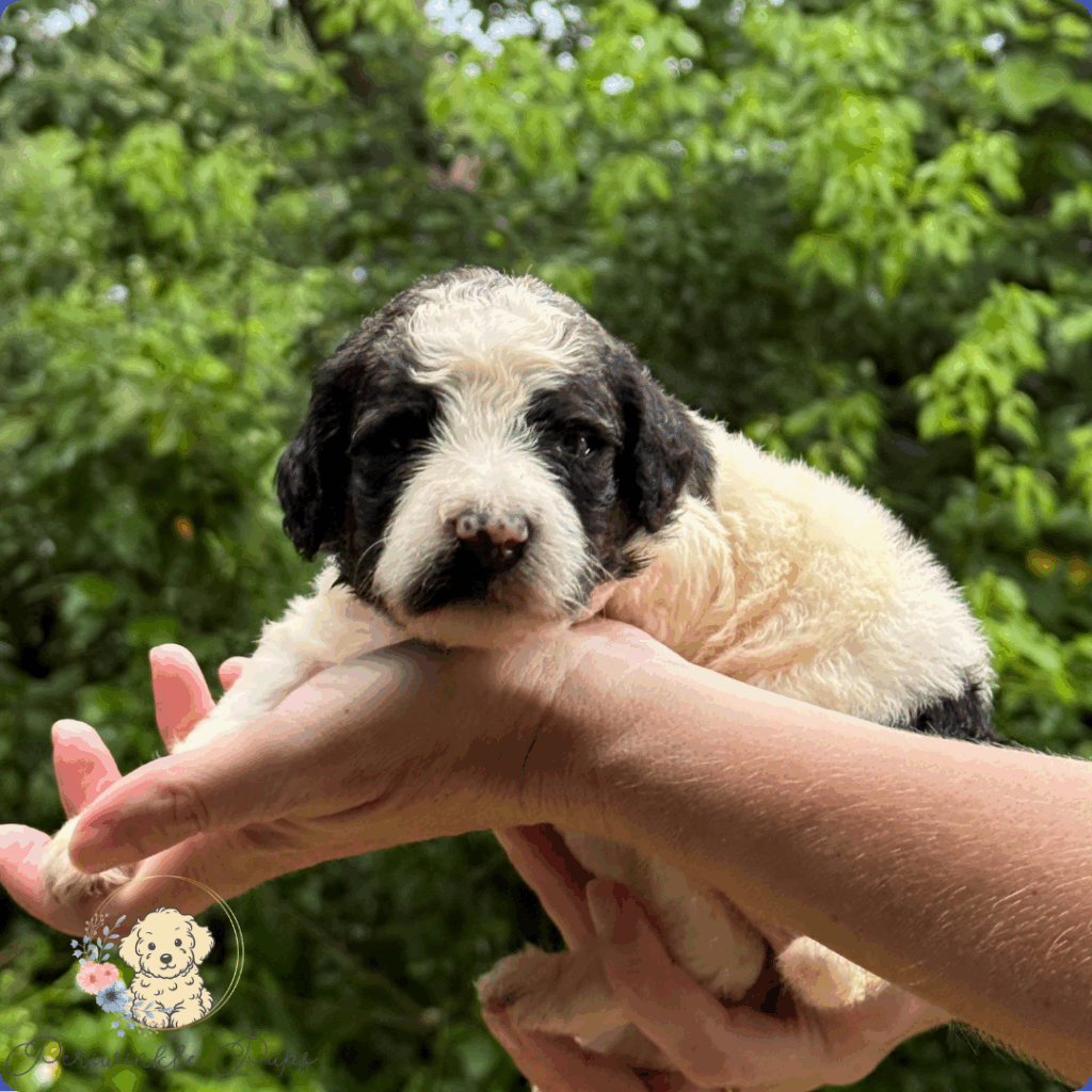 Puppies – Periwinkle Pups